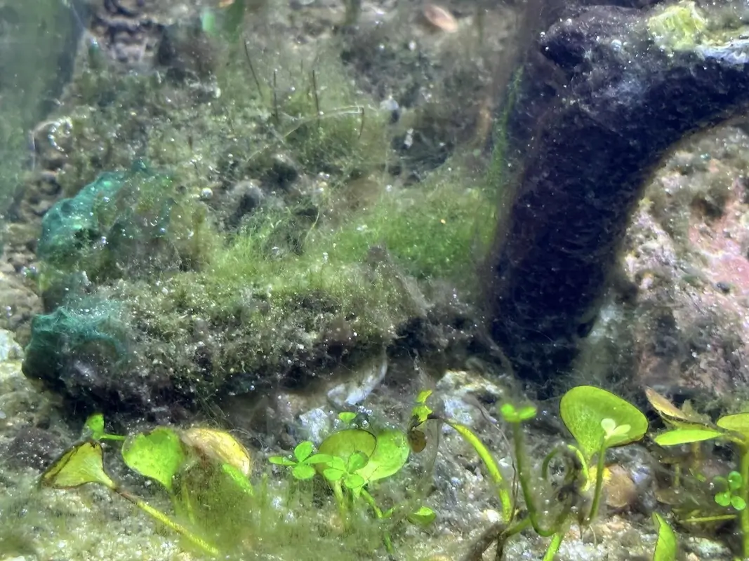 Common Types of Algae in Aquariums | Pete's Aquatics