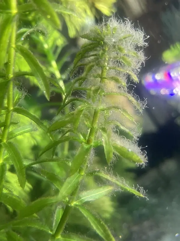 Controlling and Removing Staghorn Algae from a Shrimp Tank | Pete's Aquatics