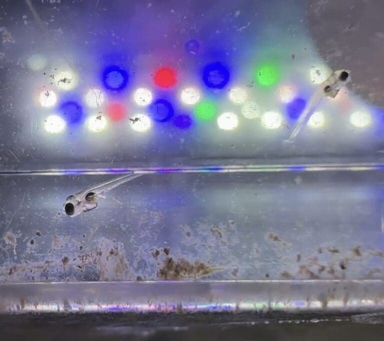 Fish Breeding: Complete Guide for Home Aquarium Success | Pete's Aquatics